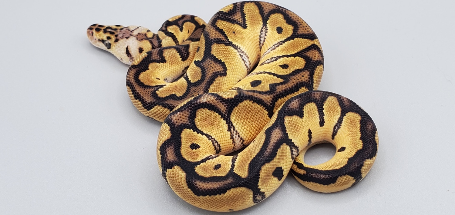 Pastel Blade Clown Ball Python by Frosty Pythons - MorphMarket