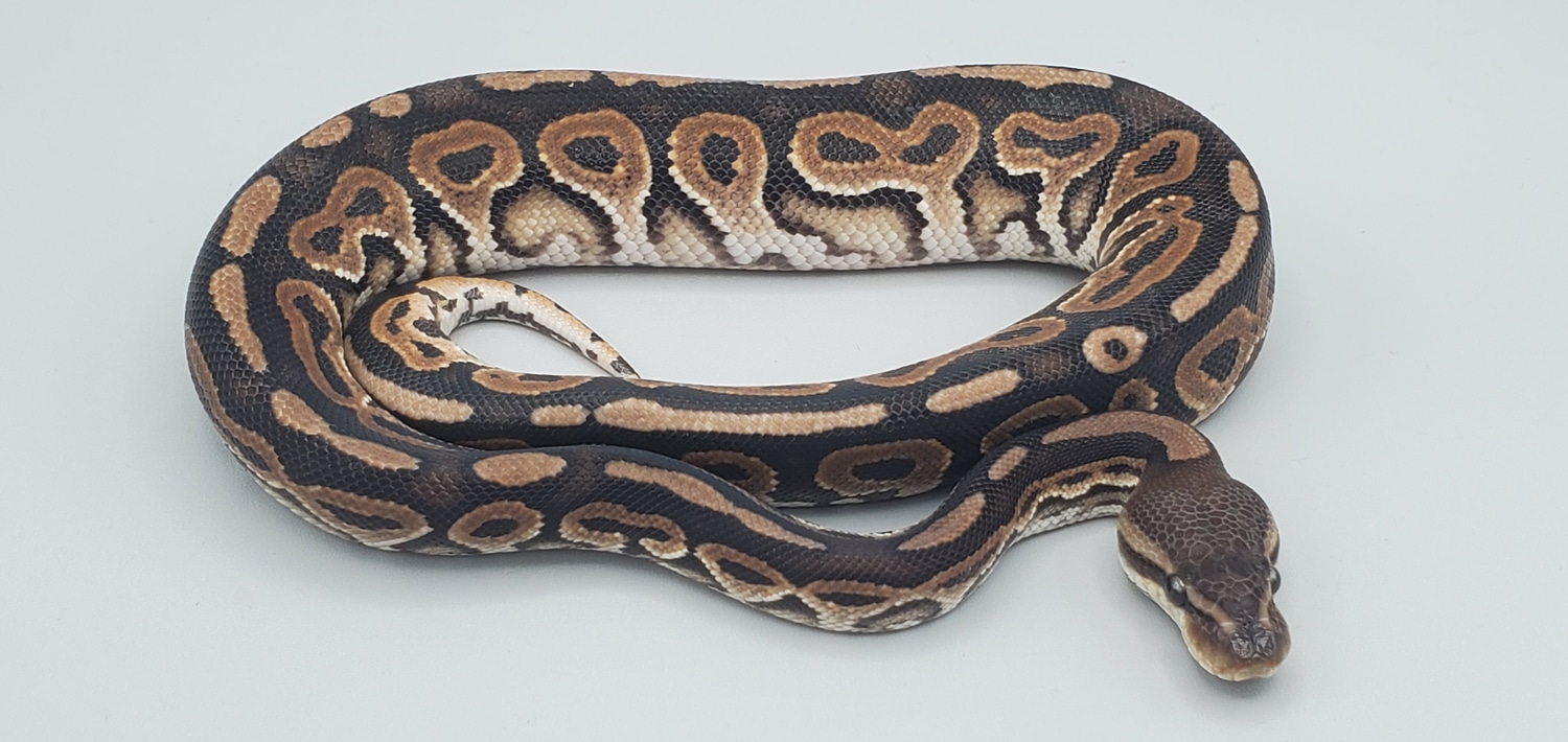 Cinnamon Ball Python by Frosty Pythons - MorphMarket