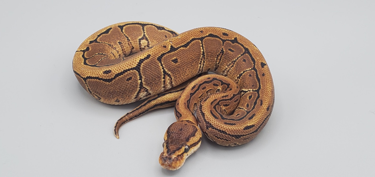 Pinstripe Ball Python by Frosty Pythons - MorphMarket