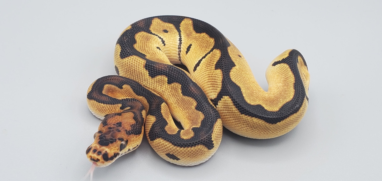 Orange Dream Clown Ball Python by Frosty Pythons - MorphMarket