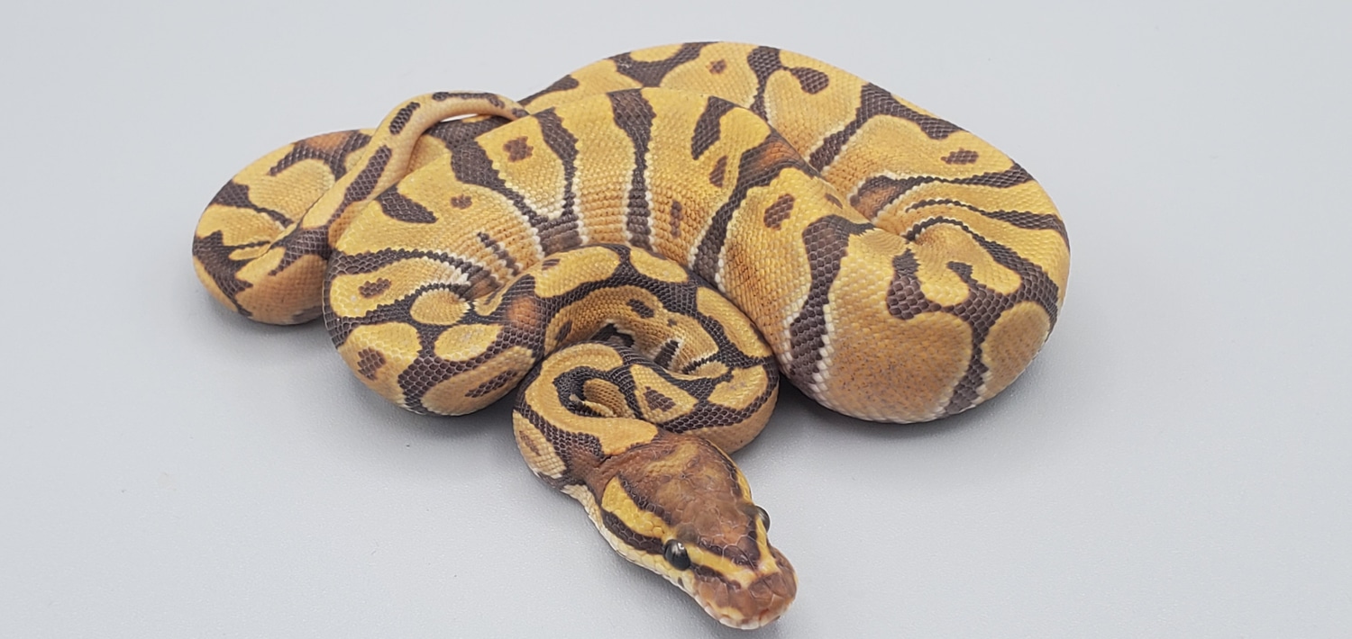 Enchi Ghost Ball Python by Frosty Pythons - MorphMarket