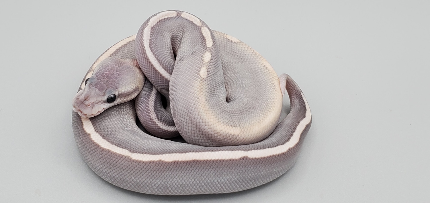 Ghost GHI Mojave Cinnamon Ball Python by Frosty Pythons - MorphMarket