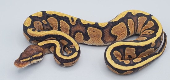Flame Ball Python by Frosty Pythons