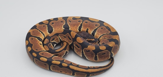 Normal Het Pied Ball Python by Frosty Pythons