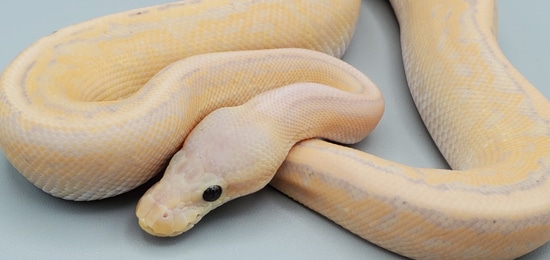 Coral Glow Cinnamon Pinstripe Yellowbelly Ball Python by Frosty Pythons ...