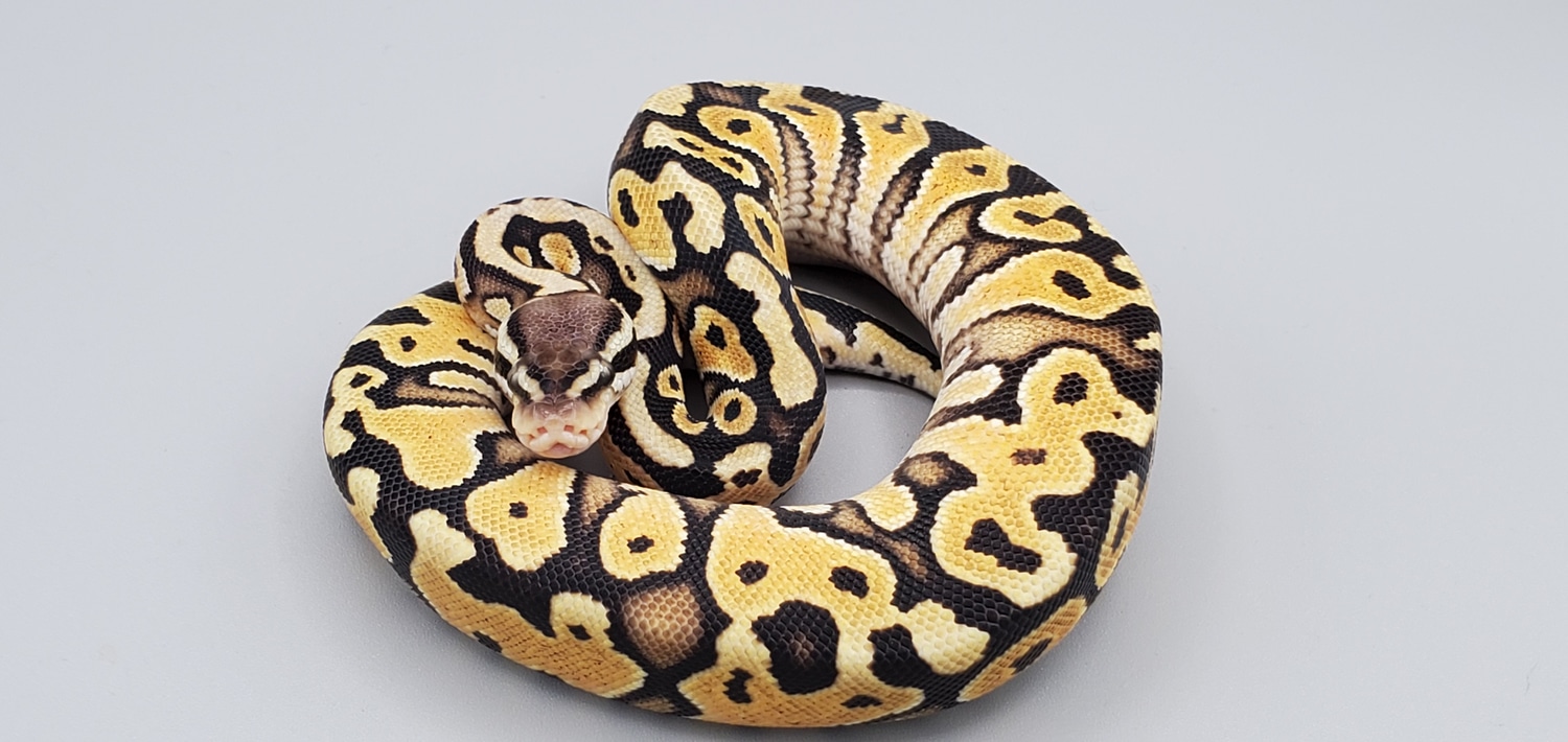 Pastel Russo 50% Pos Het Ghost & Albino Ball Python by Frosty Pythons ...