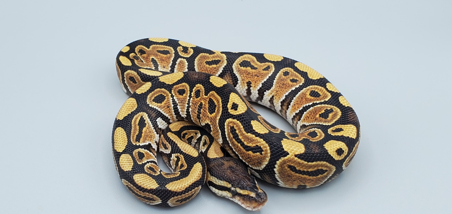 Russo 66% Pos Het Ghost & Albino Ball Python by Frosty Pythons ...