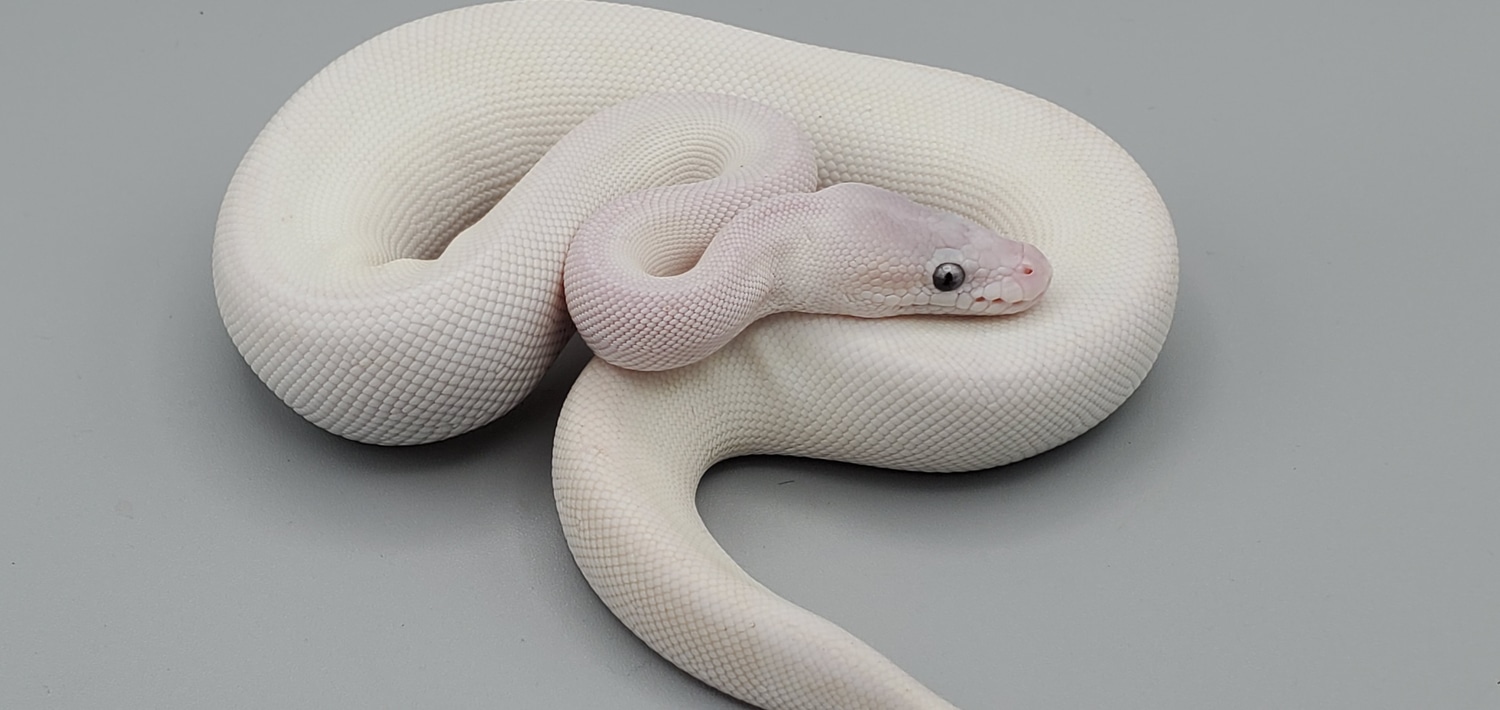 Super Mojave Pos Het Ghost (Also Pos Visual Ghost) Ball Python by Frosty Pythons - MorphMarket