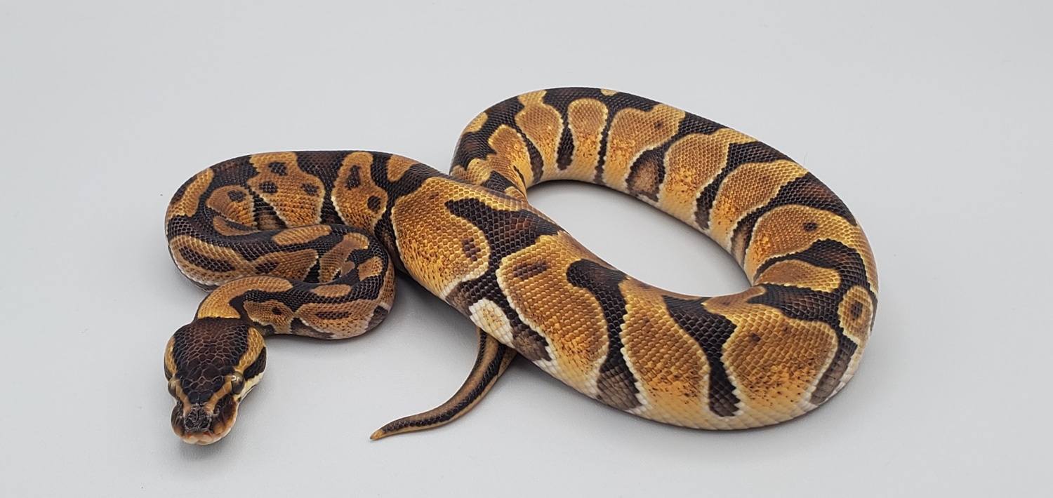 Enchi Het Lavender Albino Ball Python by Frosty Pythons - MorphMarket