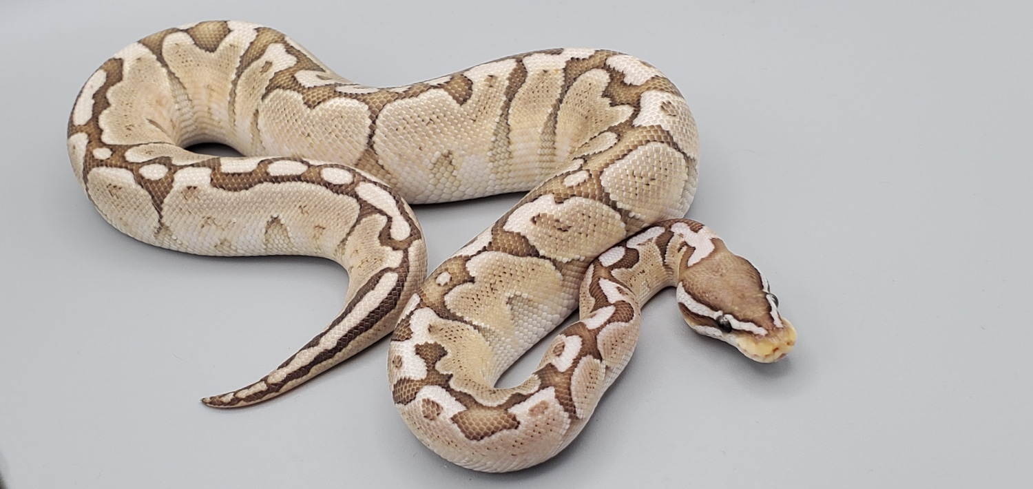 Pastel Bamboo Ball Python by Frosty Pythons - MorphMarket