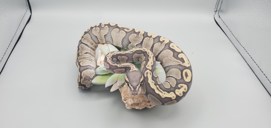 *FREE SHIPPING* Ghost GHI Ball Python by Frosty Pythons
