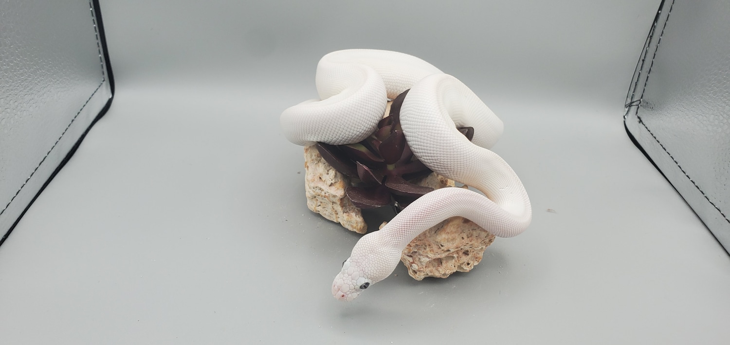 Super Lesser Ball Python by Frosty Pythons - MorphMarket