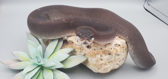 8-ball Ball Python by Frosty Pythons