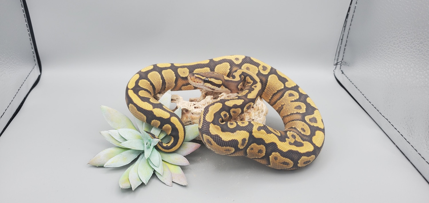 Ghost Yellowbelly Ball Python by Frosty Pythons - MorphMarket