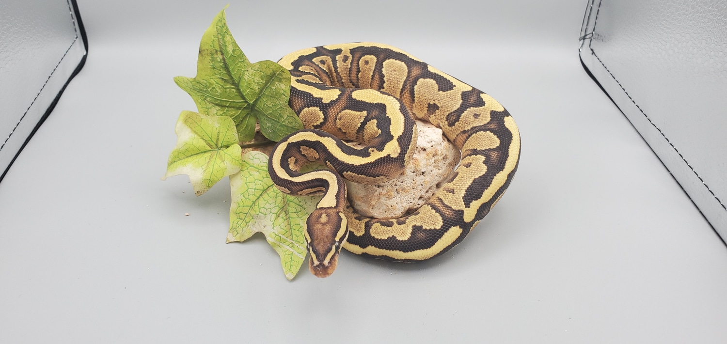 Flame Yellowbelly Het Ghost Ball Python by Frosty Pythons - MorphMarket