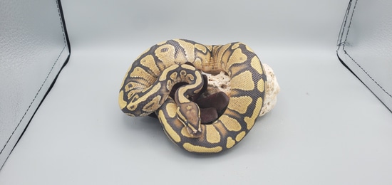 Ghost Yellowbelly Ball Python by Frosty Pythons