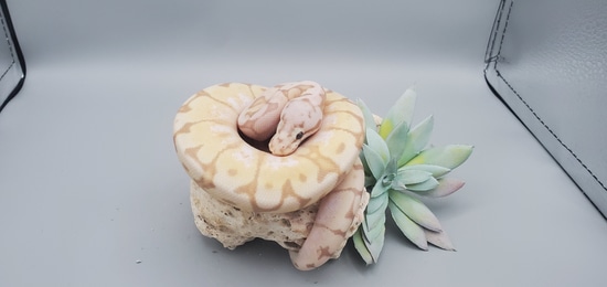 Coral Glow Spider Pastel Yellowbelly Ball Python by Frosty Pythons