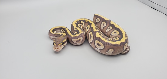 Ghost Mojave Ball Python by Frosty Pythons