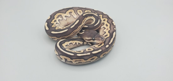 Savanah Het Ghost Ball Python by Frosty Pythons