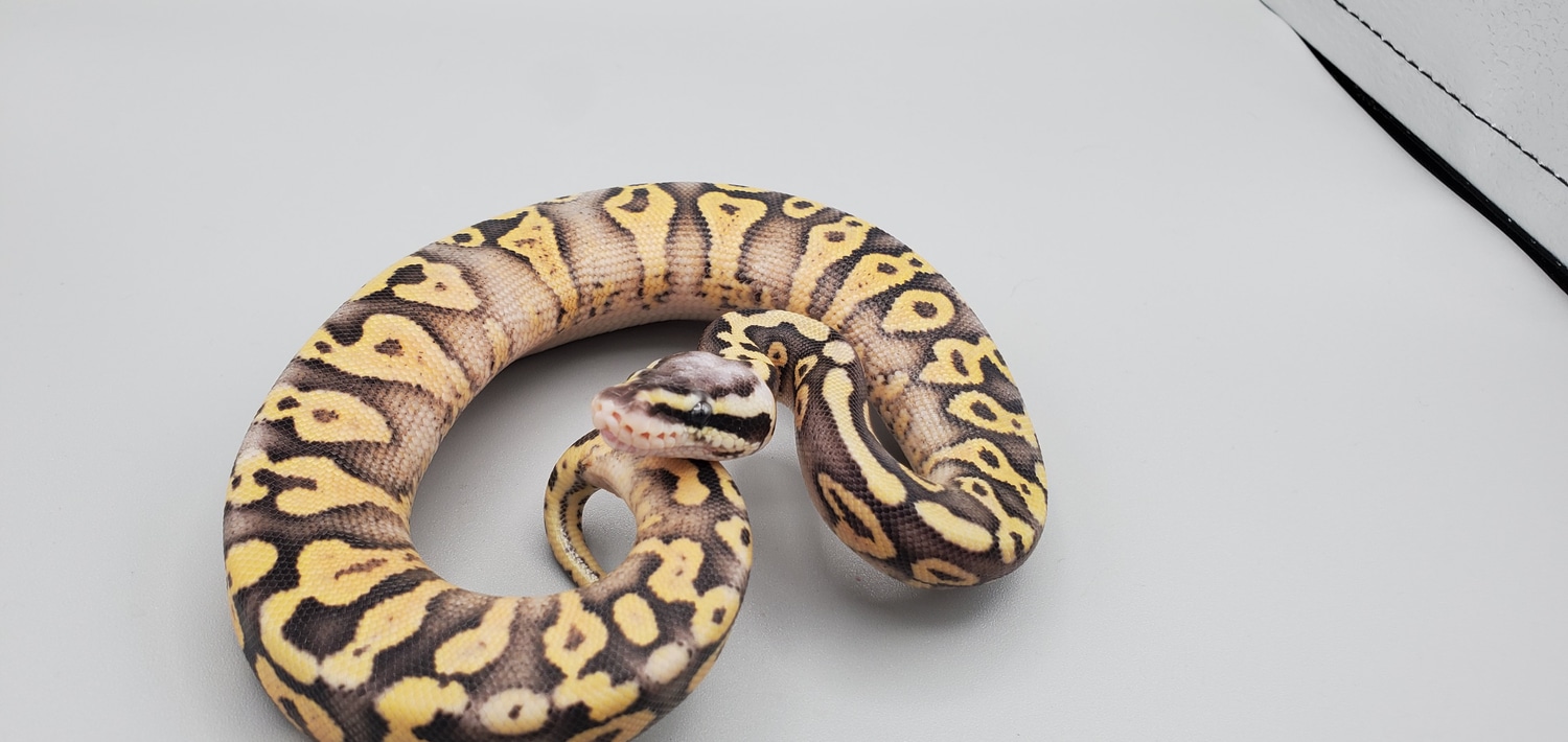 Super Pastel Yellowbelly/Specter Ball Python by Frosty Pythons ...