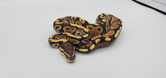 Russo 66% Pos Het Albino 50% Pos Het Ghost Ball Python by Frosty Pythons