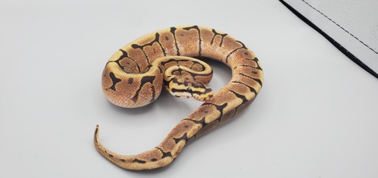 Spider Vanilla Or Fire Ball Python by Frosty Pythons