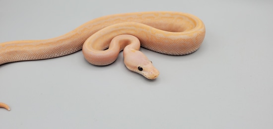 Coral Glow Cinnamon Pinstripe Ball Python by Frosty Pythons