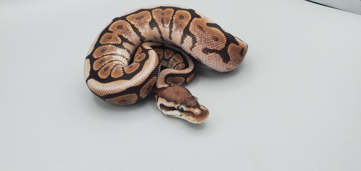 Cinnamon Spider Ball Python by Frosty Pythons - MorphMarket