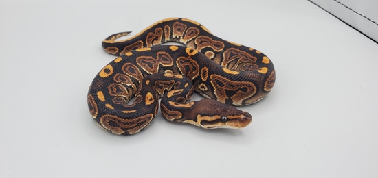 Black Pastel Special Ball Python by Frosty Pythons