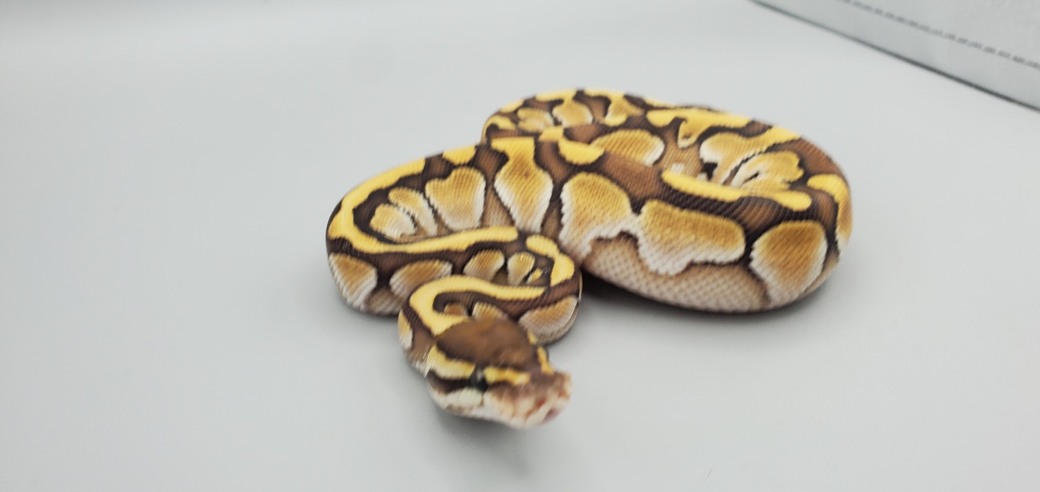 Lesser Ball Python by Frosty Pythons - MorphMarket