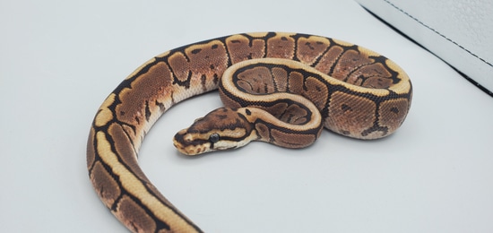 Black Bee Ball Python by Frosty Pythons