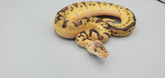 Pastel Clown Pos Super Blade Ball Python by Frosty Pythons
