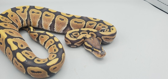 Ghost Ball Python by Frosty Pythons
