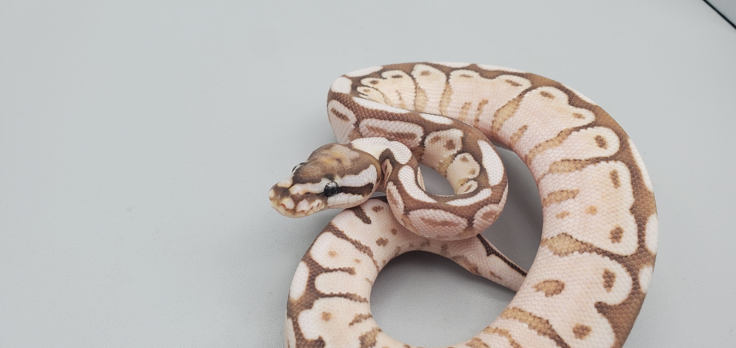 Lesser Black Bee Ball Python by Frosty Pythons - MorphMarket