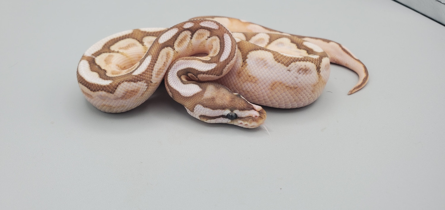 Black Pastel Lesser Calider Ball Python by Frosty Pythons - MorphMarket