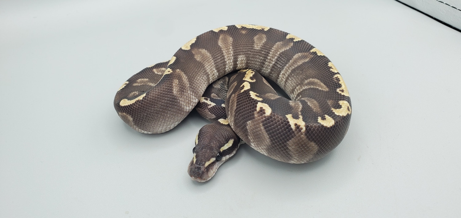 GHI Mojave Het Ghost Ball Python by Frosty Pythons - MorphMarket