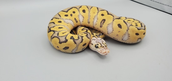 Killer Clown Ball Python by Frosty Pythons