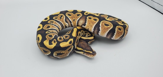 Russo 66% Het Albino 50% Het Ghost Ball Python by Frosty Pythons
