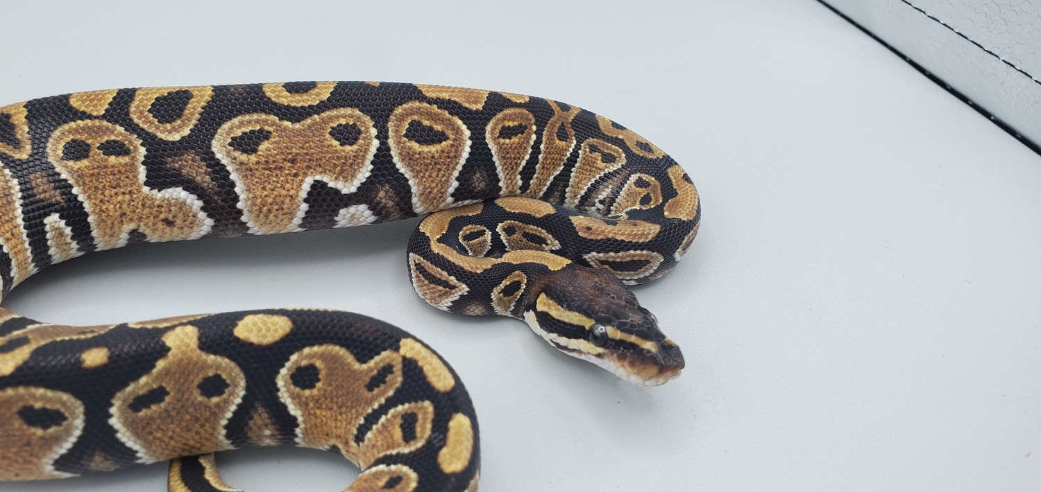 Normal 66% Pos Het Lavender Albino Ball Python by Frosty Pythons - MorphMarket