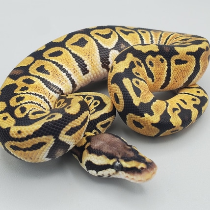 Cinnamon Pinstripe Ball Python by Frosty Pythons - MorphMarket