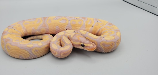 Coral Glow Yellowbelly Ball Python by Frosty Pythons