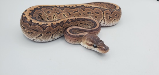 Cinnamon Pinstripe Ball Python by Frosty Pythons