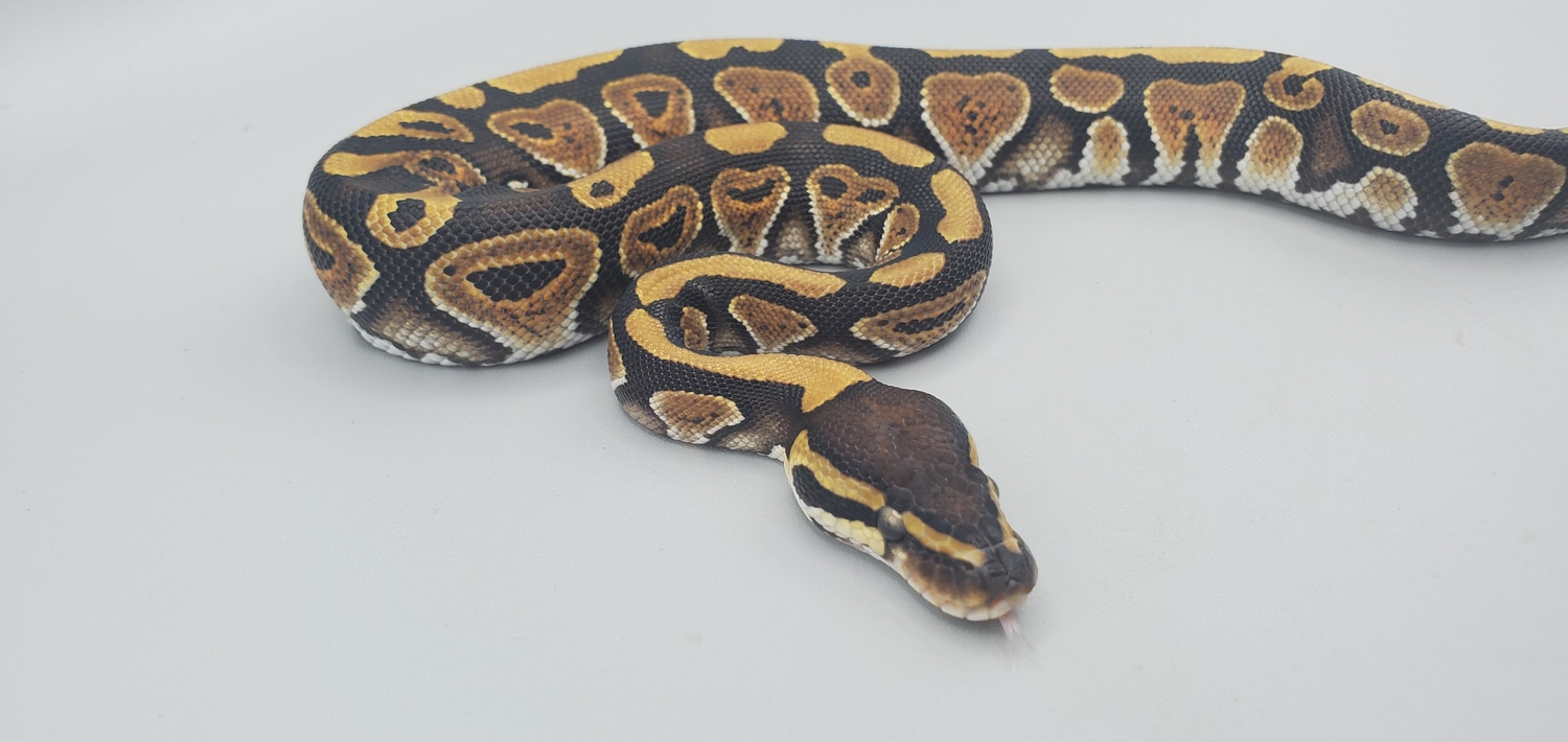 Russo Pos Het Ghost & Albino Ball Python by Frosty Pythons - MorphMarket