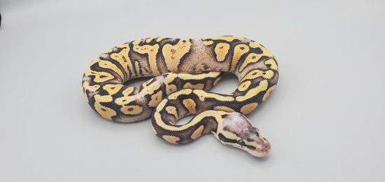 Super Pastel Yellowbelly Het Ghost Ball Python by Frosty Pythons