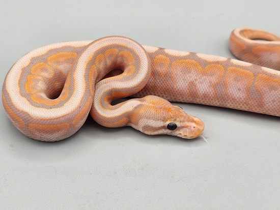 Coral Glow Cinnamon Spider Pos Yellowbelly Ball Python by Frosty Pythons