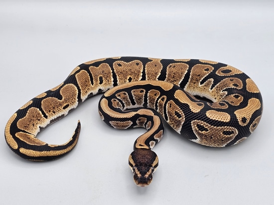 GeneX Pos Het Pied & Clown Ball Python by Frosty Pythons