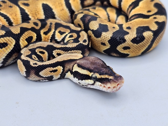 Pastel Pos Het Albino & Ghost Ball Python by Frosty Pythons