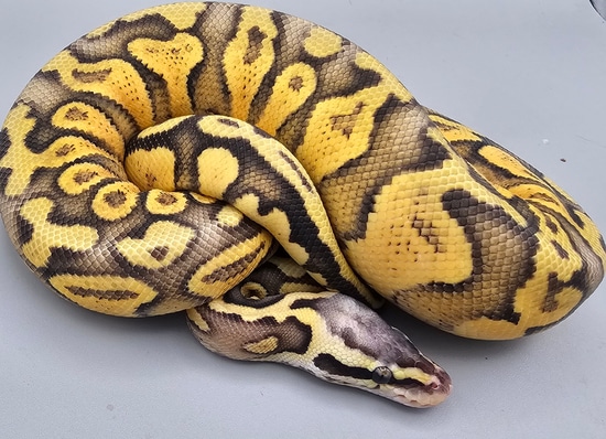 Super Pastel Yellowbelly Or Specter Ball Python by Frosty Pythons