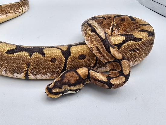 Spider Yellowbelly Ball Python by Frosty Pythons