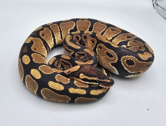 Normal Het Albino Or Candy Ball Python by Frosty Pythons